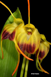 Masdevallia species