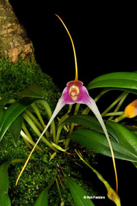 Masdevallia species