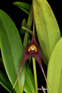 Masdevallia species