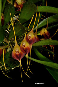 Masdevallia species