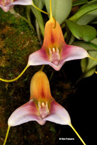 Masdevallia species