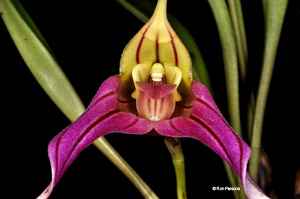 Masdevallia species