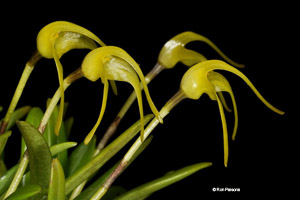 Masdevallia species