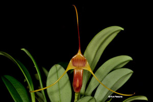 Masdevallia species