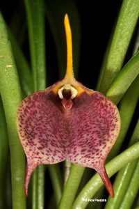 Masdevallia species