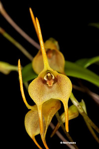 Masdevallia species
