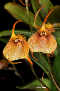Masdevallia species