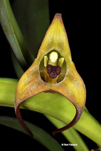 Masdevallia species