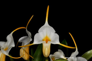 Masdevallia species