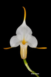 Masdevallia species