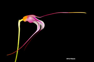 Masdevallia species