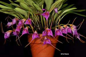 Masdevallia species