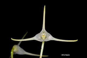 Masdevallia species