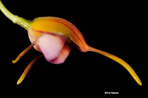 Masdevallia species