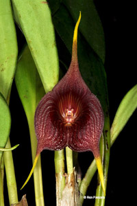 Masdevallia species