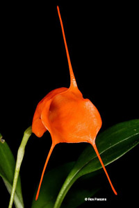 Masdevallia species