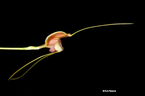 Masdevallia species