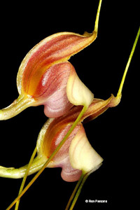 Masdevallia species