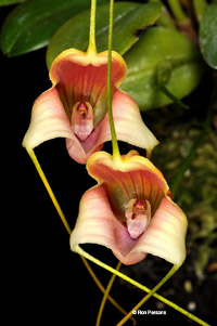 Masdevallia species