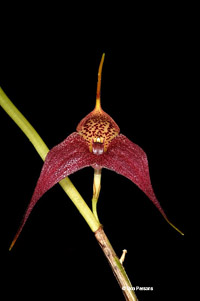 Masdevallia species