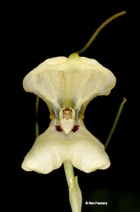 Masdevallia species