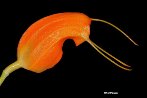 Masdevallia species