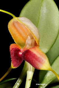 Masdevallia species