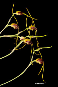 Masdevallia species