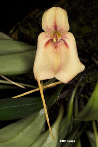 Masdevallia species