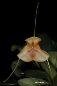 Masdevallia species