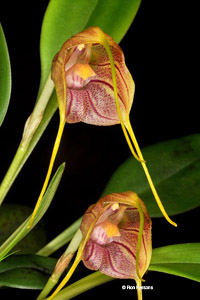 Masdevallia species
