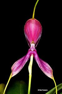 Masdevallia species