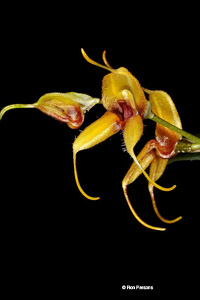 Masdevallia species