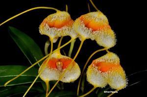 Masdevallia species