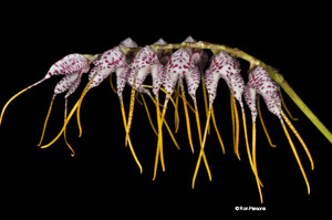 Masdevallia species