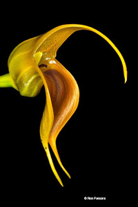 Masdevallia species