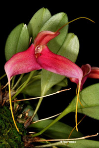 Masdevallia species