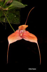 Masdevallia species