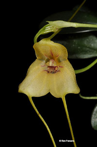 Masdevallia species