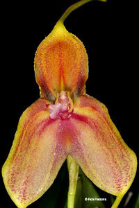 Masdevallia species