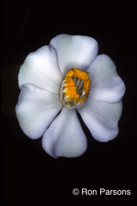 Melastomataceae