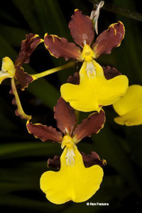 Oncidium orchid species