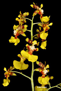 Oncidium orchid species