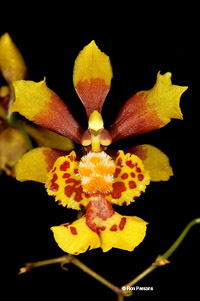 Oncidium orchid species
