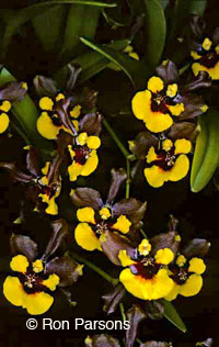 Oncidium species. orchid photographs