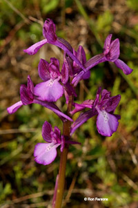 Orchids from the Greek Island of Crete