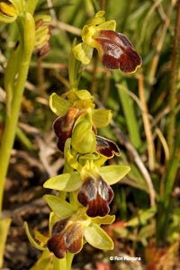 Orchids from the Greek Island of Crete
