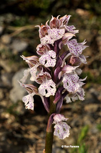 Orchids from the Greek Island of Crete