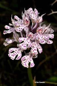 Orchids from the Greek Island of Crete