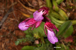 Orchids from the Greek Island of Crete